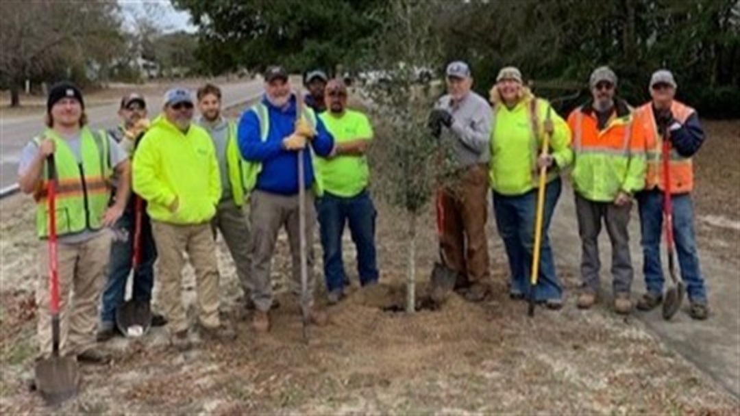 2024 January Live Oak Plantings - Town of Oak Island, NC